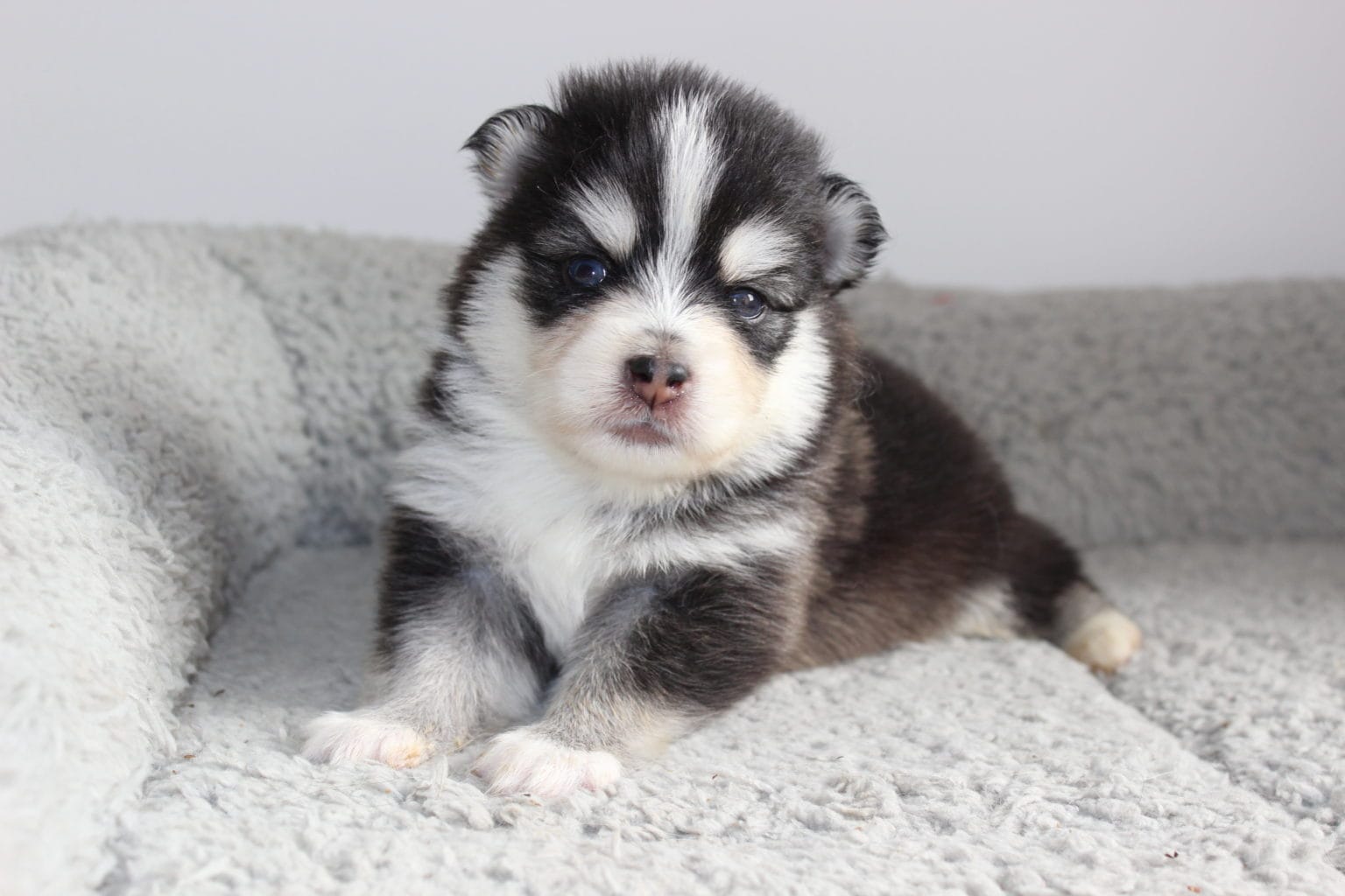 Le Pomsky adulte est-il un chien fait pour vous