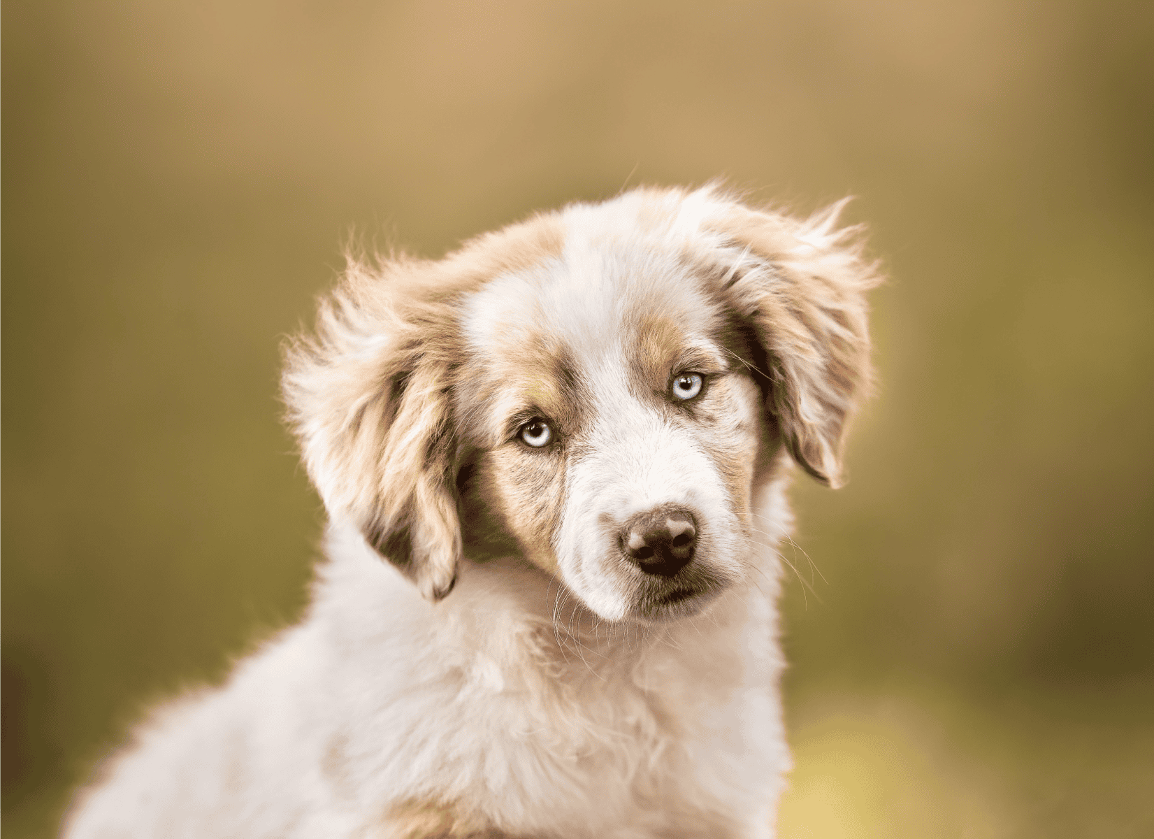 Nos Chiots Berger Américain Prêts à Rejoindre Leur Nouvelle Famille