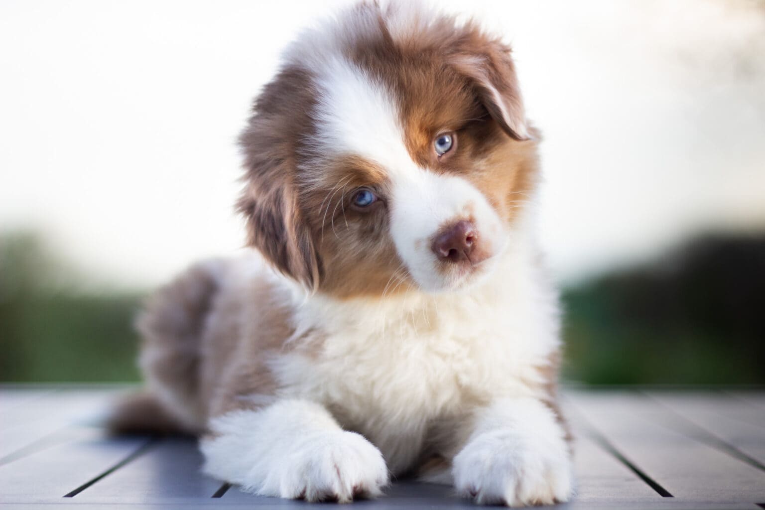 Le Berger Américain miniature dévoilé : un guide complet